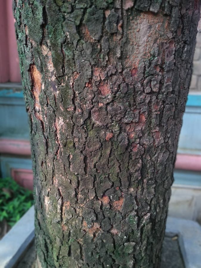 Skin of nature stock photo. Image of scales, beautiful - 118836092