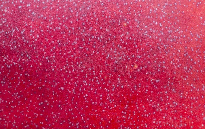 Skin Nectarine stock image. Image of texture, closeup - 46541459