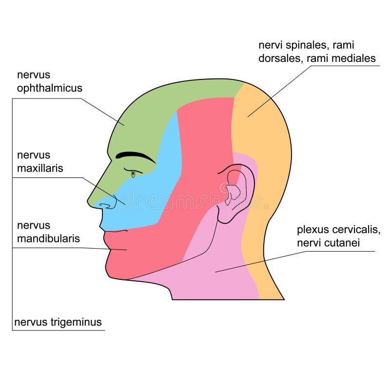 Anatomy Front View of Major Face Muscles of a Woman Including Pr Stock ...