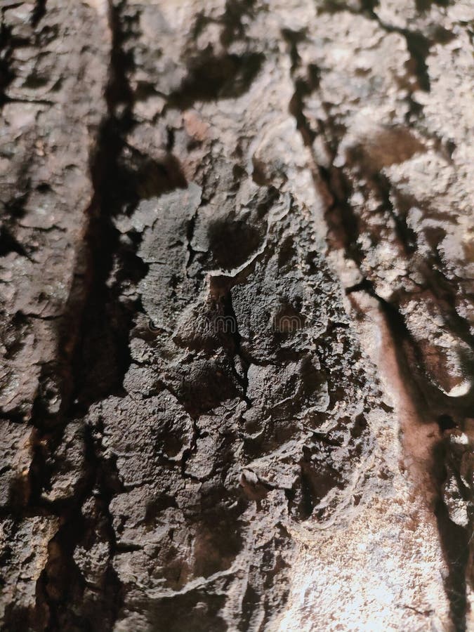 Skin of Old Tree stock image. Image of kulit, pohon - 276910953