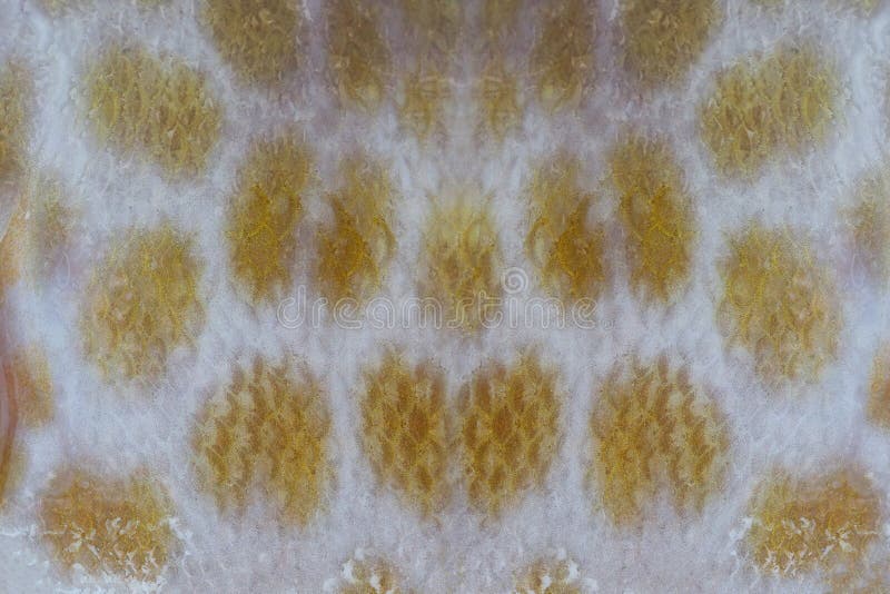 Honeycomb Grouper Photos - Free & Royalty-Free Stock Photos from Dreamstime