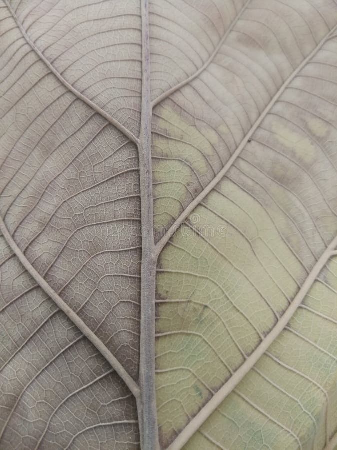 The Skin and the Pattern of the Leaves Stock Image - Image of wing ...