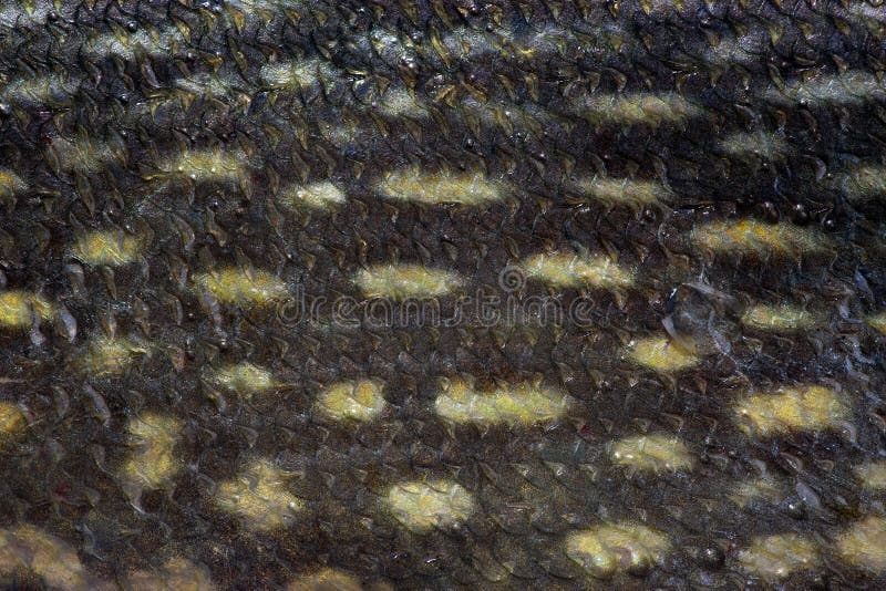 452 Pike Skin Background Stock Photos - Free & Royalty-Free Stock ...