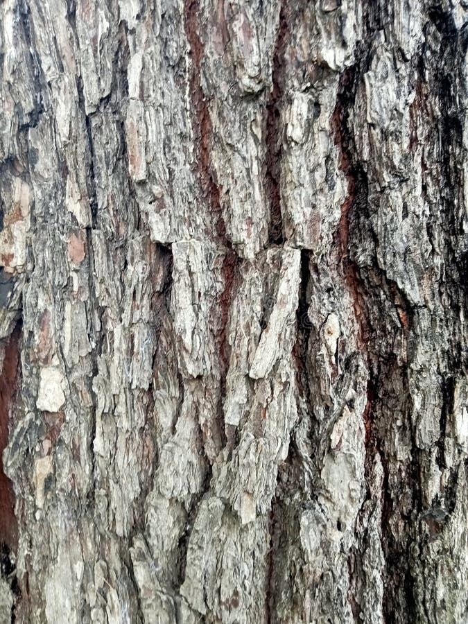 The Skin of the Pine Tree is Thick and Rough Stock Photo - Image of ...