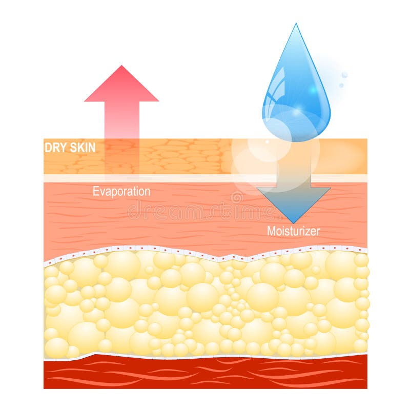 Skin protection stock vector. Illustration of protect - 93067087
