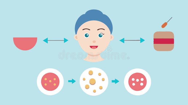 Skin Rejuvenation Process a Stepbystep Graphic Showing the Cycle of ...