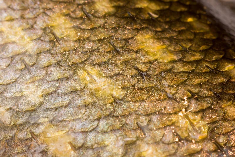Skin an Scales of Northern Pike Stock Image - Image of lucius, spotted ...
