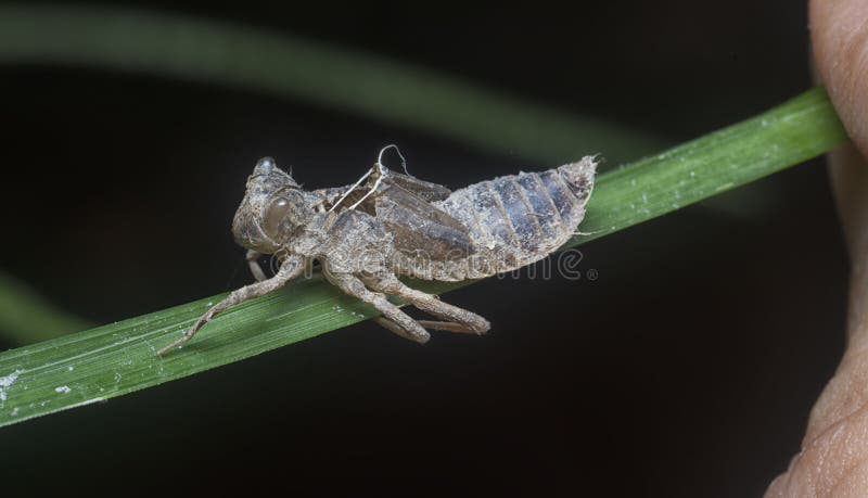 Skin Shedding of an Odonata Species Insect. Stock Image - Image of ...