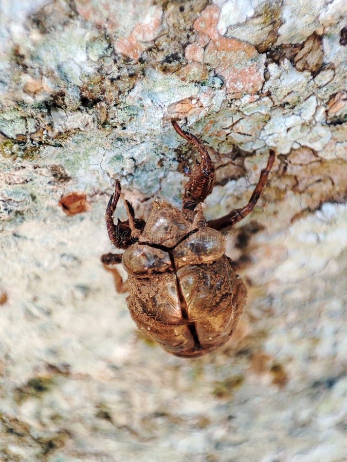 Skin or Shell Exuvia Released during the Molting Process in Animals ...