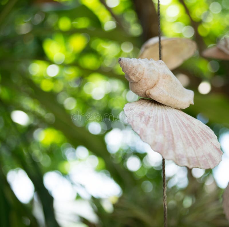 Skin Shellfor Stock Photos - Free & Royalty-Free Stock Photos from ...