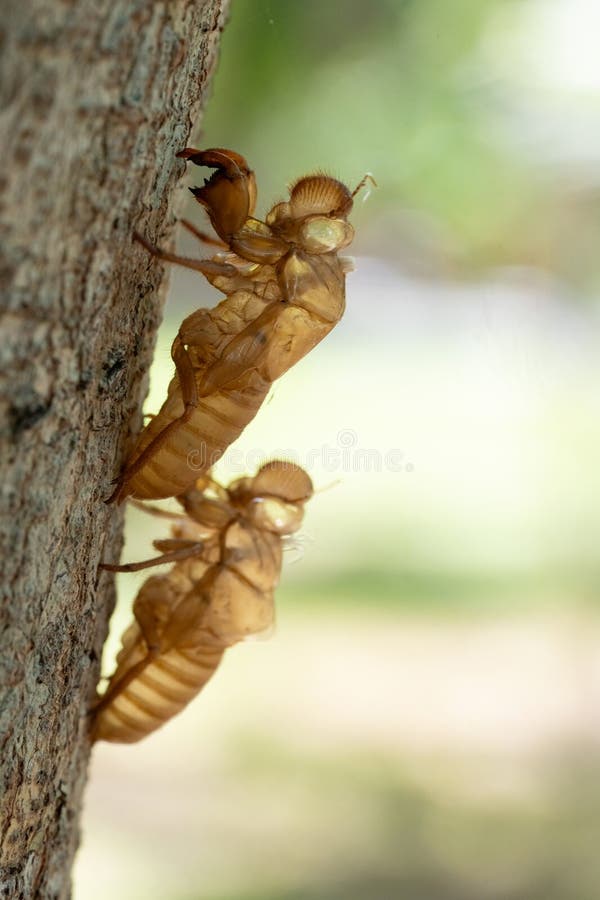Skin Shell of Sing Cicada on Tree Trunk Stock Photo - Image of macro ...