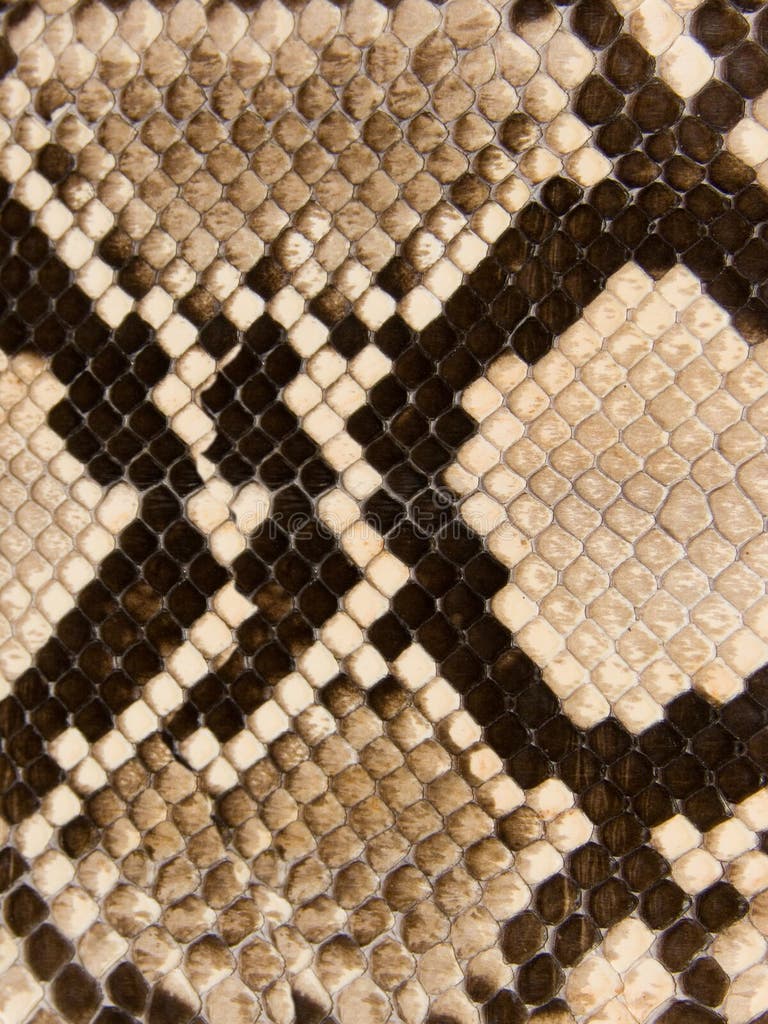 412 Cobra Snake Drawing Step Stock Photos - Free & Royalty-Free Stock ...