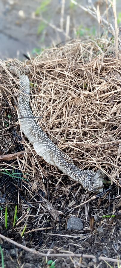 Skin snake grass cobra stock image. Image of turtle - 223468973