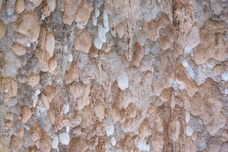 The skin of big trees stock photo. Image of nature, plant - 146206608