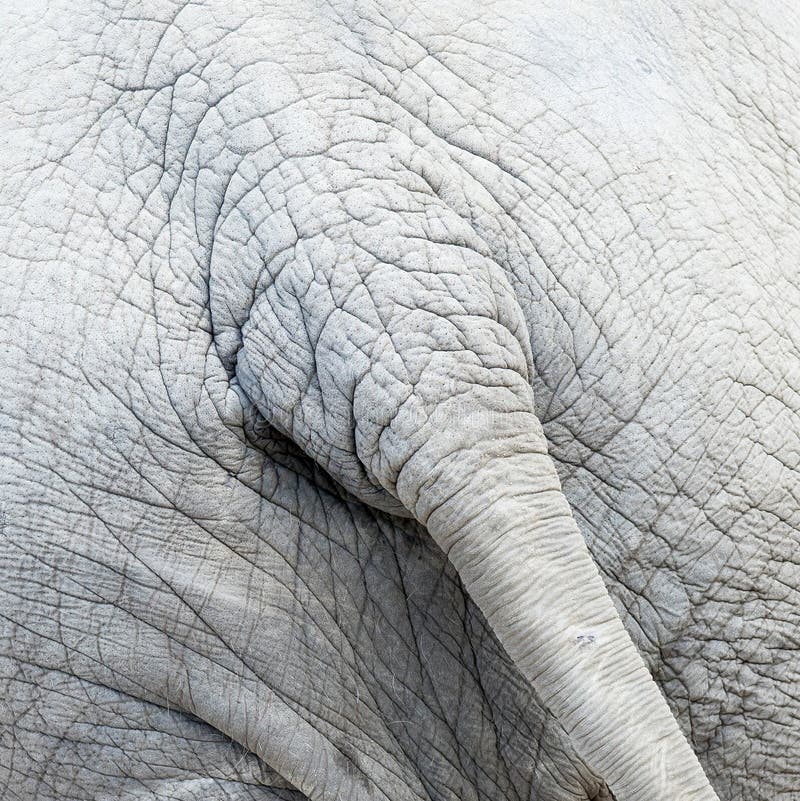 Skin and Tail of African Elephant Stock Photo - Image of africa, five ...
