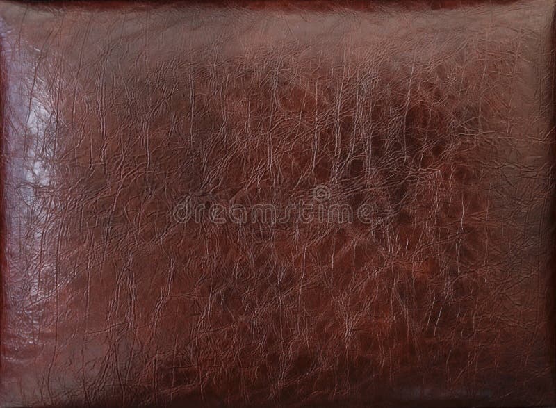 Skin Texture on the Back of the Bed Stock Image - Image of animal ...