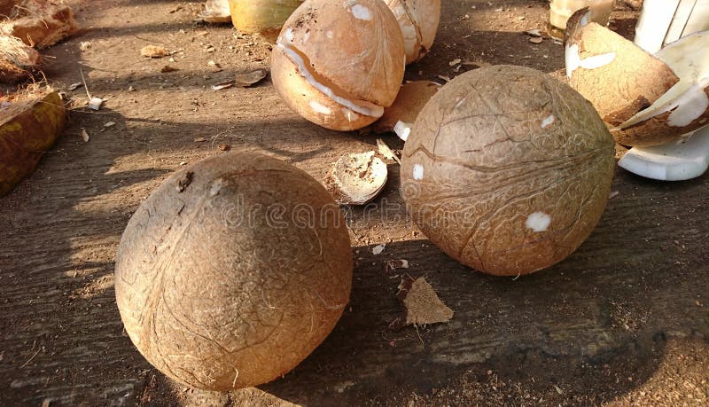 1,212 Coconut Skin Texture Background Stock Photos - Free & Royalty ...