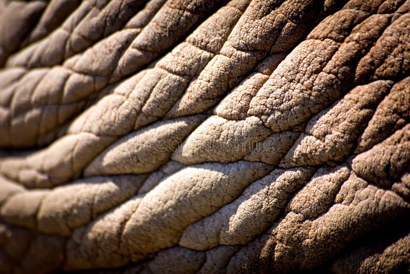 Animal Skin Texture Stock Images - Download 38,716 Royalty Free Photos
