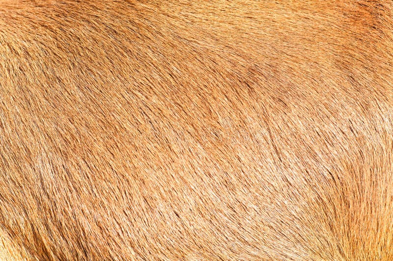 A Brown Skin Pattern of the Goat Skin Stock Image - Image of abstract ...