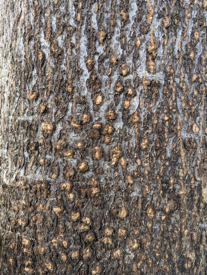 Skin Texture of Jengkol Tree Java Indonesia Stock Image - Image of ...