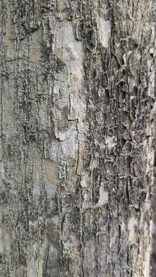 Skin Texture on a Tree Trunk in the Garden Stock Photo - Image of ...