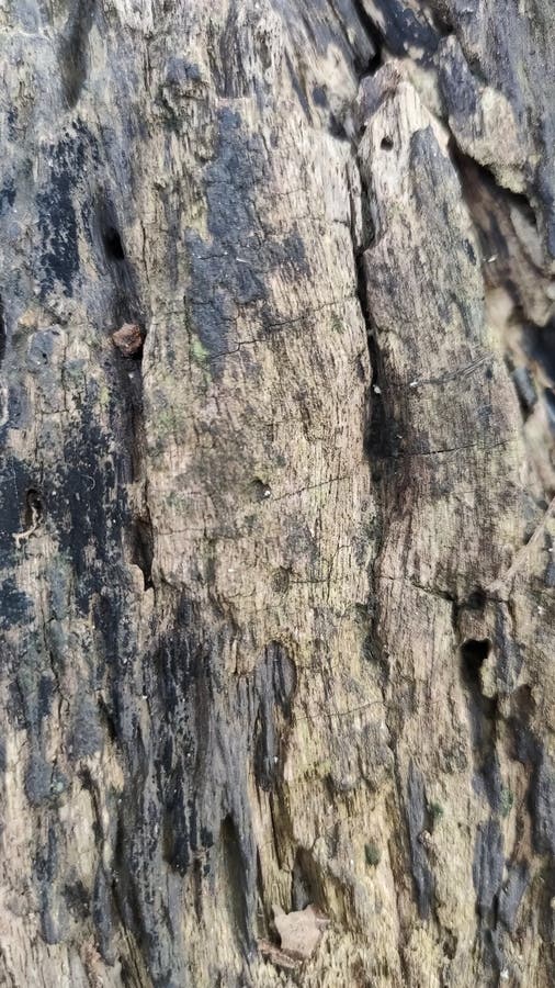 Skin Texture on a Tree Trunk in the Garden Stock Photo - Image of trunk ...