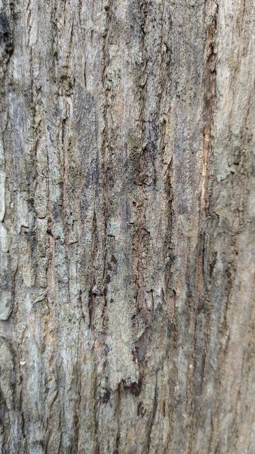 Skin Texture on a Tree Trunk in the Garden Stock Image - Image of wood ...
