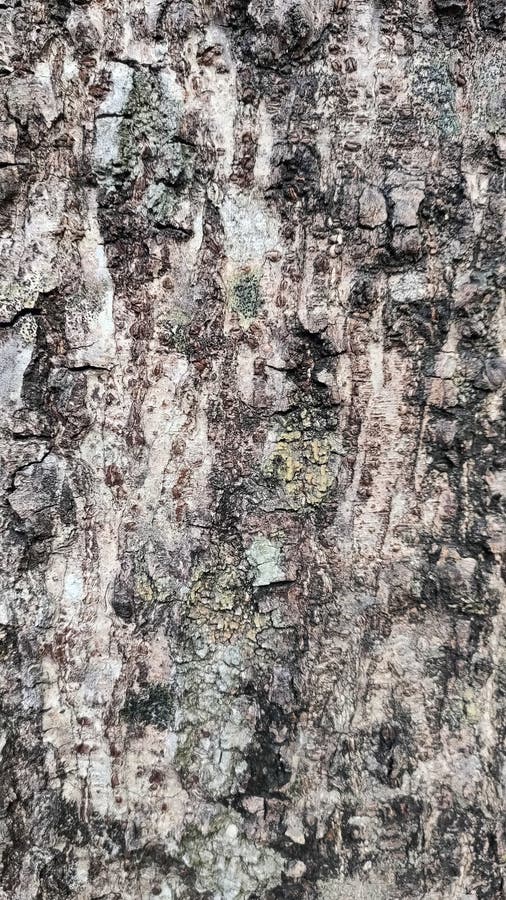 Skin Texture on a Tree Trunk in the Garden Stock Image - Image of rock ...
