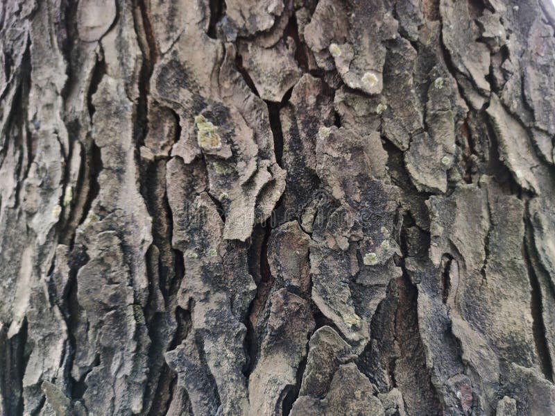 Skin Texture on a Tree Trunk in the Garden Stock Image - Image of skin ...