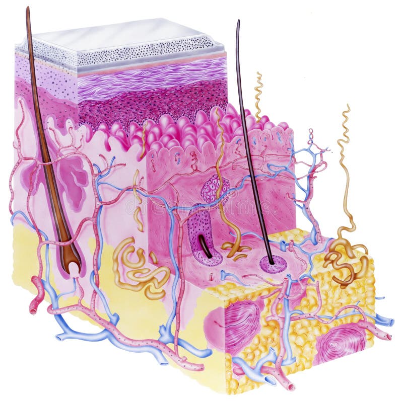 The Vagus Nerve stock illustration. Illustration of anatomy - 101294073