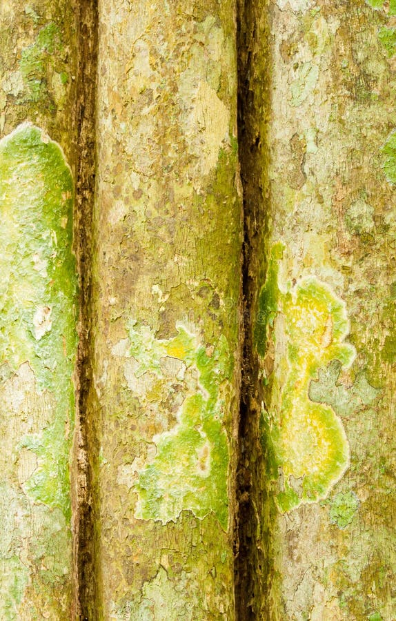 The skin of tree stock image. Image of wood, arbor, woods - 25417039