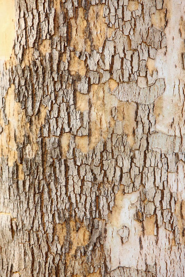 The Skin Of The Tree. Unique Nature From Forest And City Park. The Skin ...