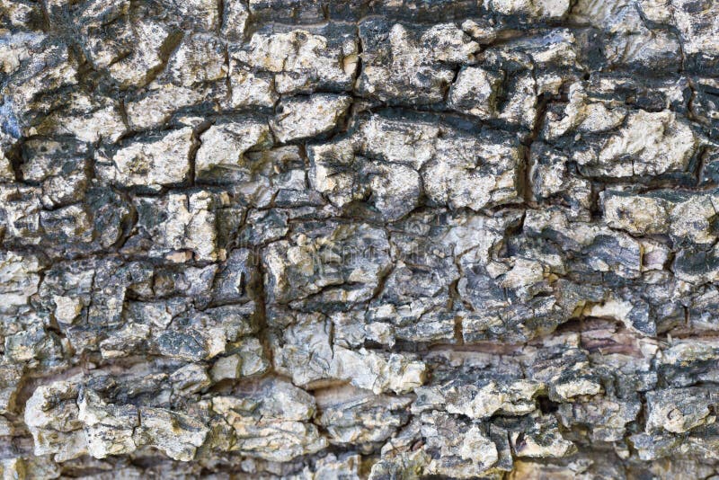 Skin of tree bark stock image. Image of closeup, natural - 64794041
