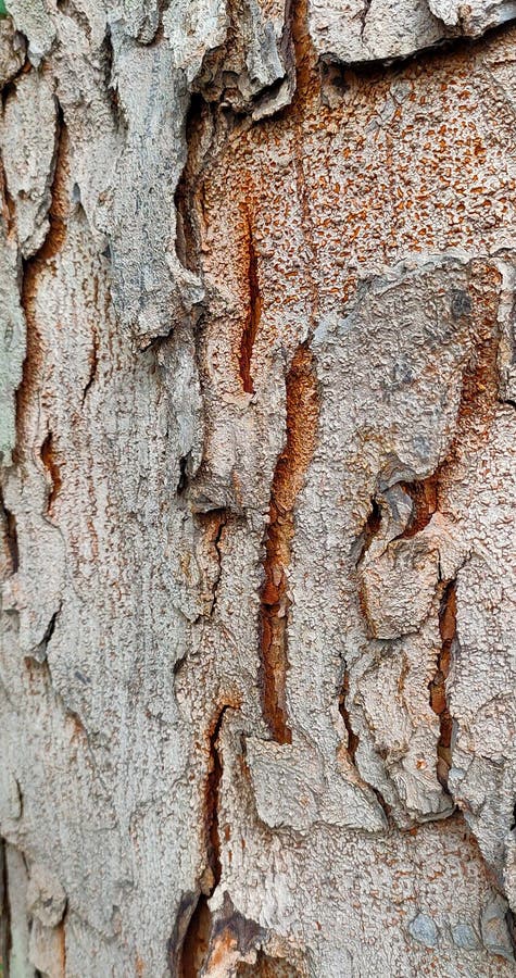 Skin Tree stock photo. Image of tree, skin, brown, minecraft - 315519530