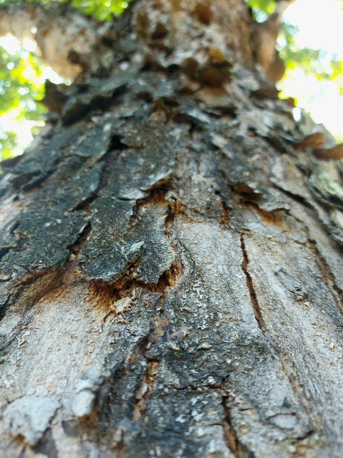 Skin of Tree from the Closeup View #2 Stock Photo - Image of trunk ...