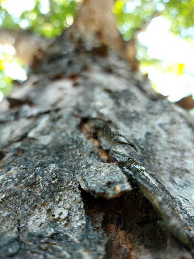 Skin of Tree from the Closeup View Stock Image - Image of wood, antique ...