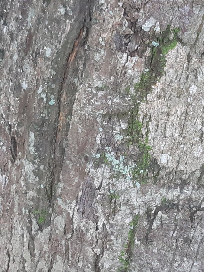 Skin Tree Female stock photo. Image of nature, female - 265591824