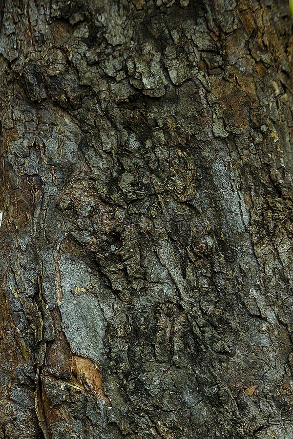 The Surface of the Tree in the Rough Nature. Stock Image - Image of ...