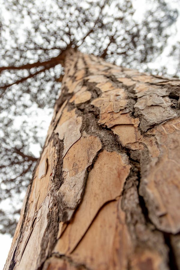 The Skin of the Tree. Unique Nature from Forest and City Park. the Skin ...