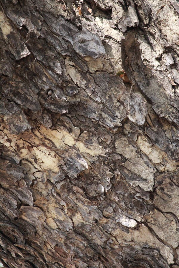 Skin of a tree stock photo. Image of shading, skin, tree - 92378262