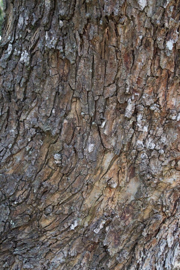 The skin of tree stock image. Image of wood, arbor, woods - 25417039