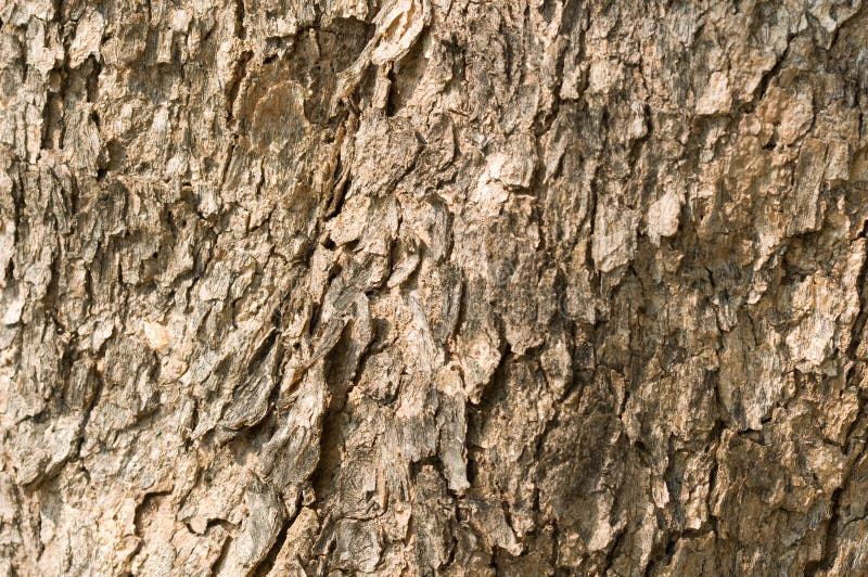 Skin of Tree Texture Close Up Stock Photo - Image of detail, cork: 20777406