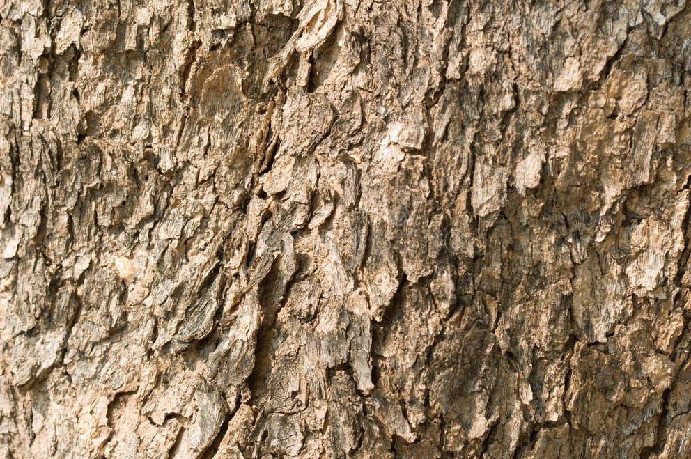 Skin of Tree Texture Close Up Stock Photo - Image of detail, cork: 20777406