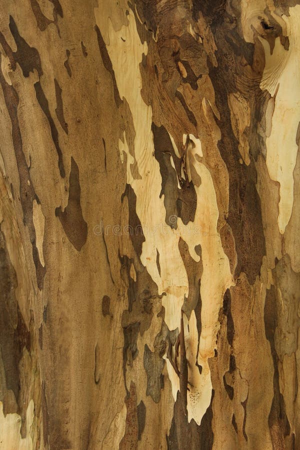 Skin of tree texture stock photo. Image of bark, macro - 63041096