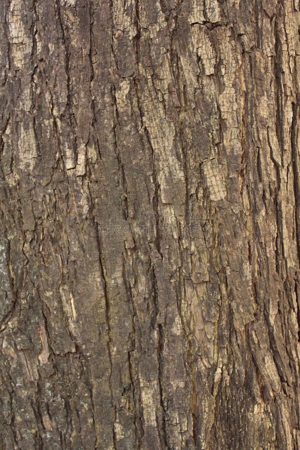 Skin of tree stock image. Image of pattern, skin, original - 172652481