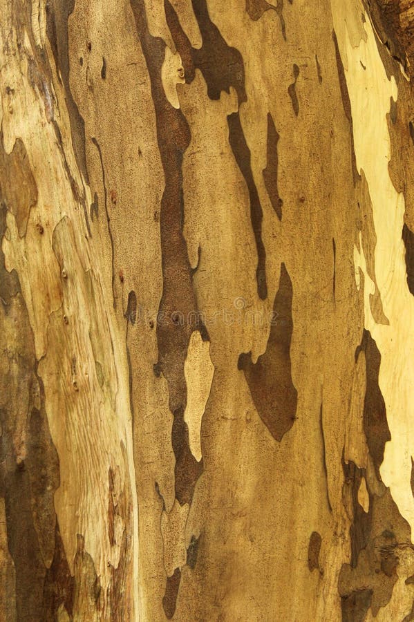 Skin of tree texture stock photo. Image of design, material - 66040090
