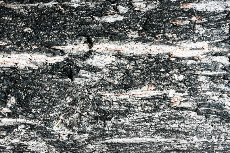 Skin of tree stock photo. Image of wood, environmental - 87651350