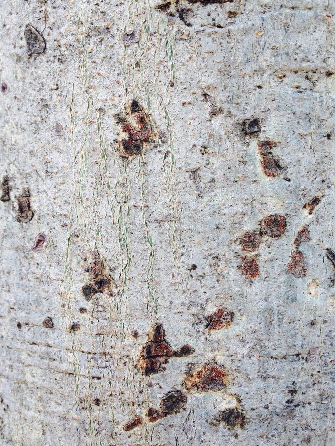 Skin of tree stock photo. Image of skin, texture, brown - 54017952