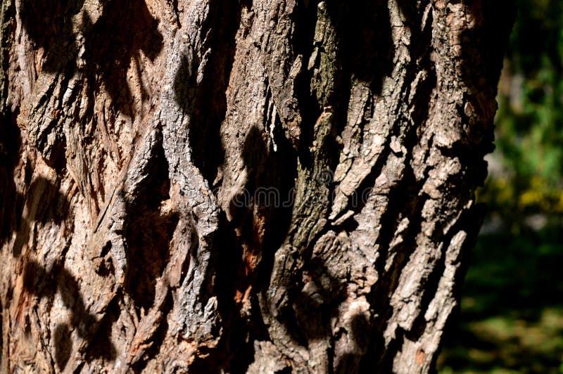 The Skin of the Tree. Unique Nature Stock Photo - Image of background ...