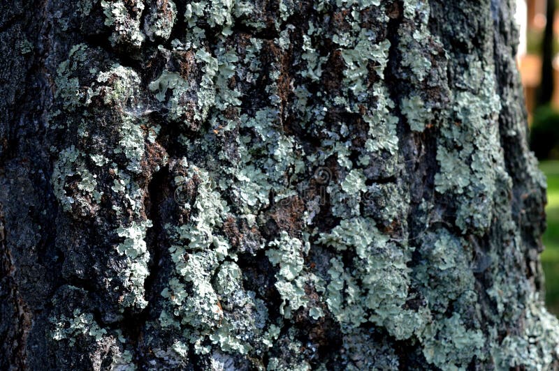 The Skin of the Tree. Unique Nature Stock Photo - Image of background ...